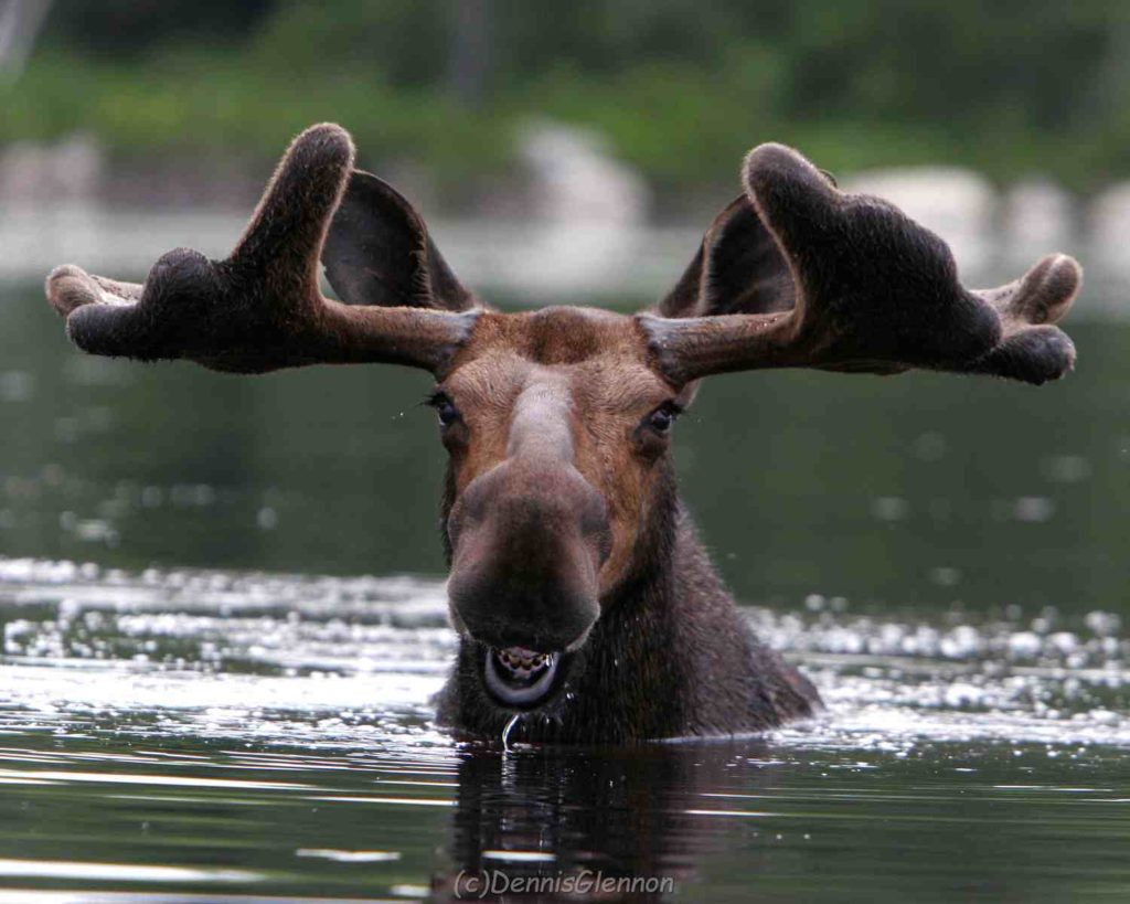 Moose Smile | Matted Image - Dennis Glennon Photography